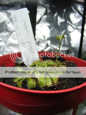 Drosera ID, please. Pics included. - FlyTrapCare Forums